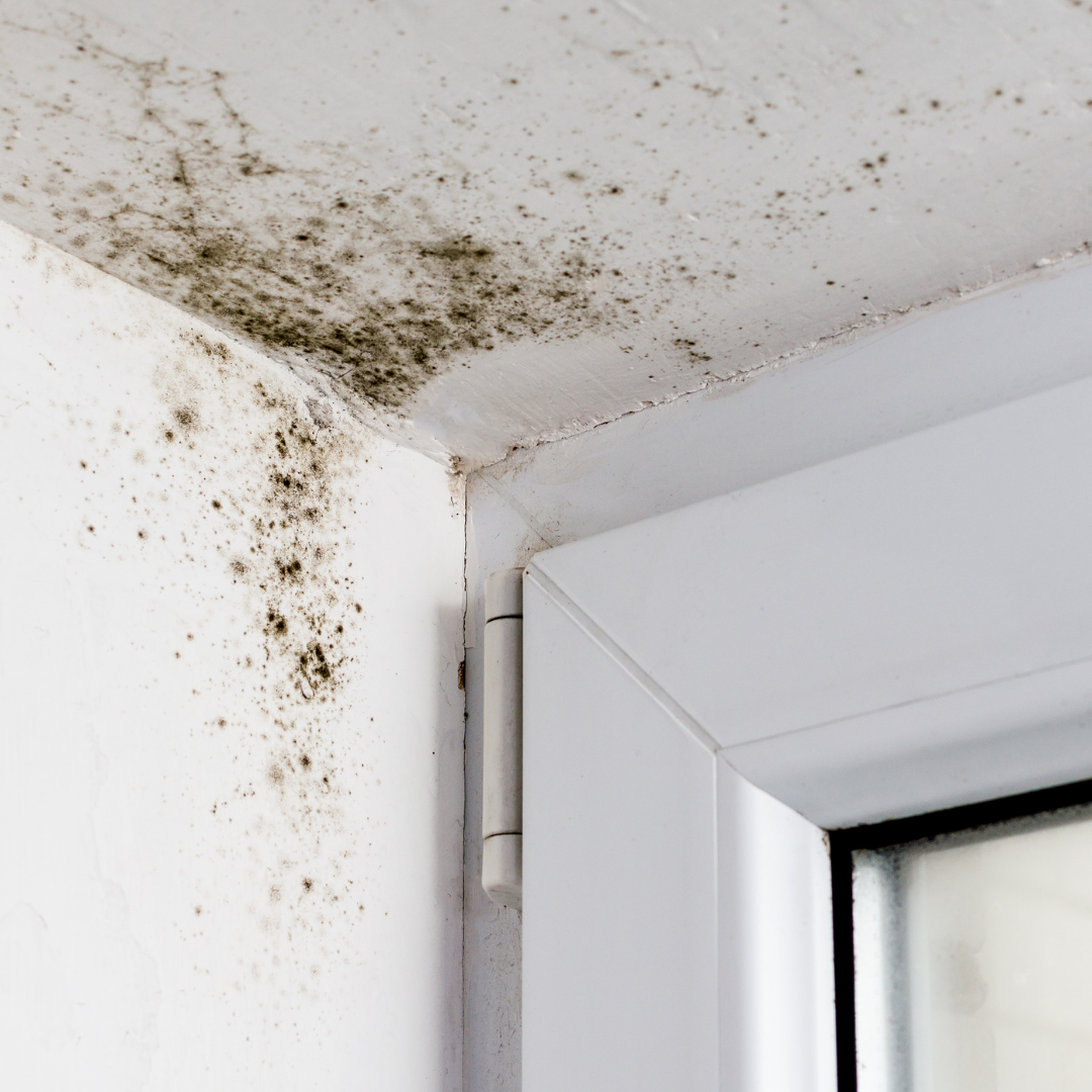 Mold Damage Lawyer Coral Gables FL | Mold Insurance Lawyers